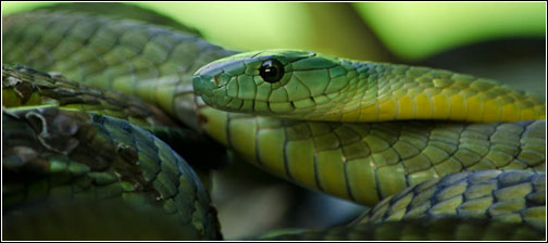 Discovery on Safari: Snakes, Snakes and More Snakes