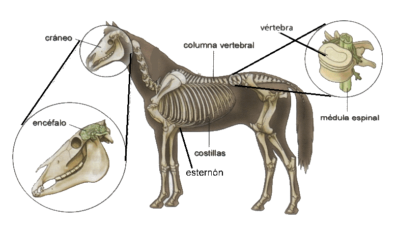 BIOLOGÍA Y GEOLOGÍA 1º ESO: VERTEBRADOS: ESQUELETO DE UN CABALLO