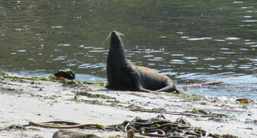 The Seal Serpent : The Filey Sea Serpent 1934, (Part 2).