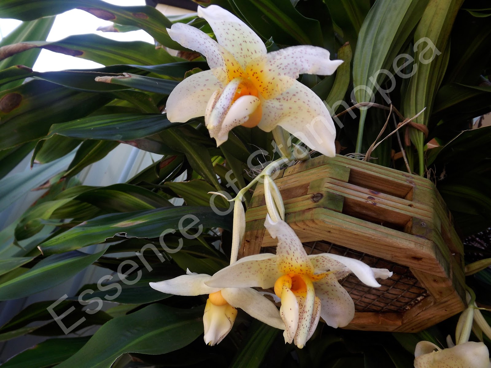 Essence of Stanhopea: Stanhopea saccata "Libra" CBM/AOS