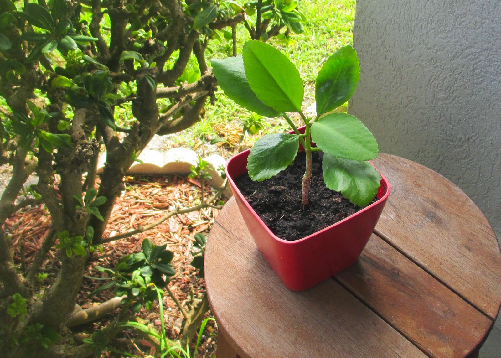 My Life Among the Lithops (and Other Strange Plants): The Leaf of Life