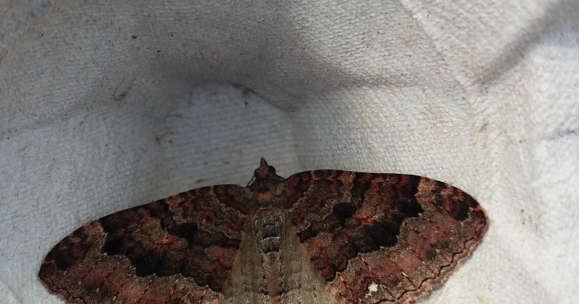 Summer Moth highlights so far