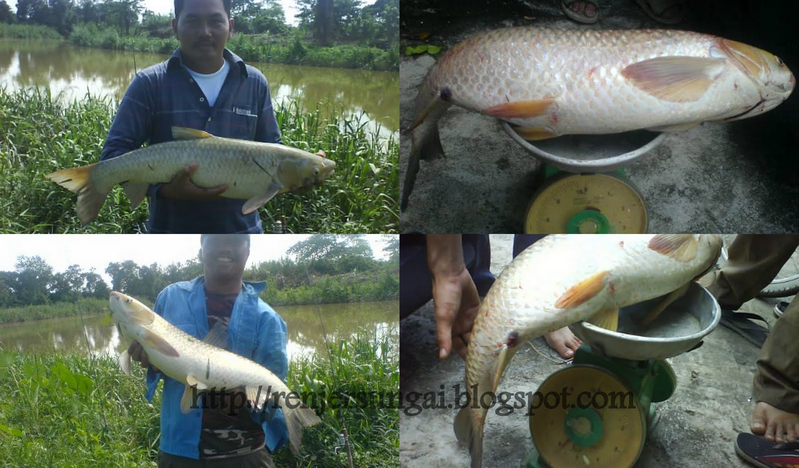 Renjer Sungai: INFO TENTANG IKAN TONGSAN