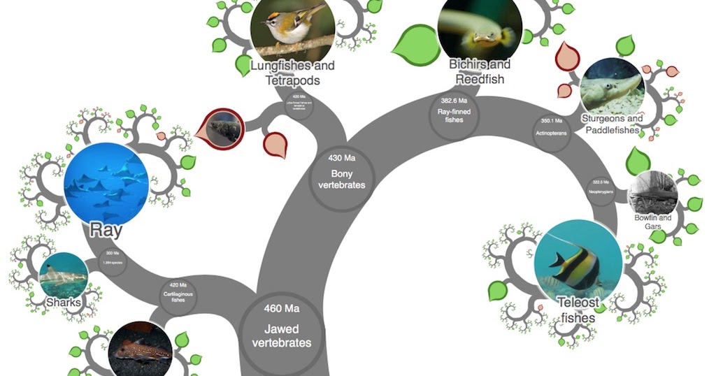 Above the Cloud: Il Google Map dell'evoluzione