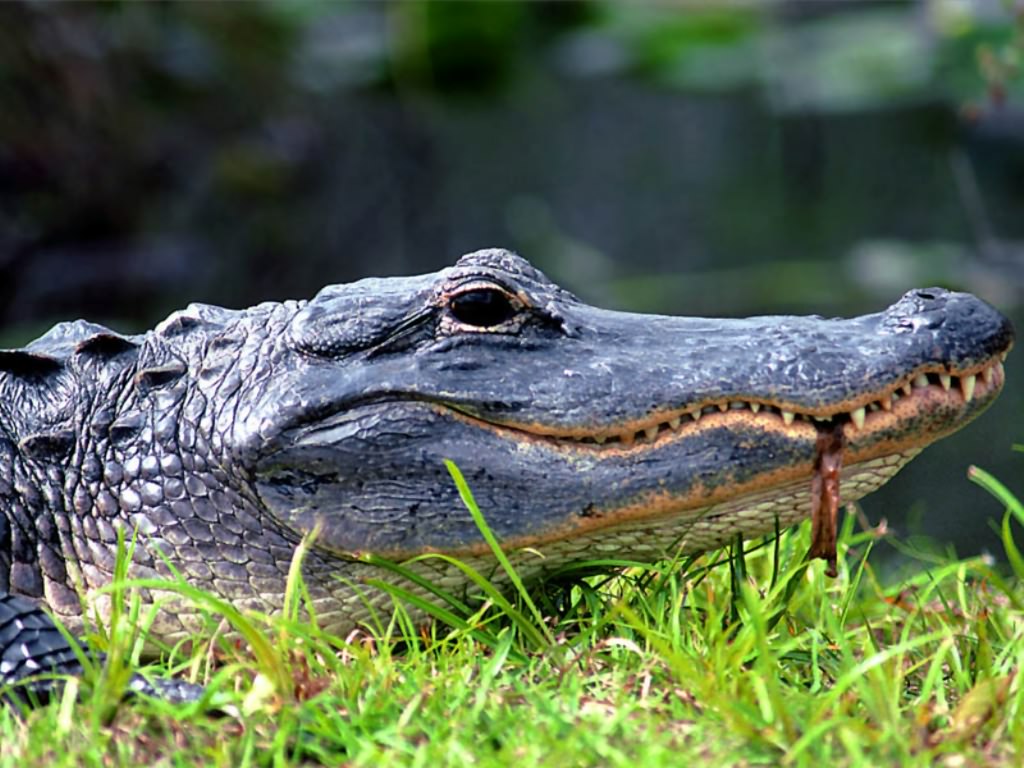 Crocodile | The Biggest Animals Kingdom