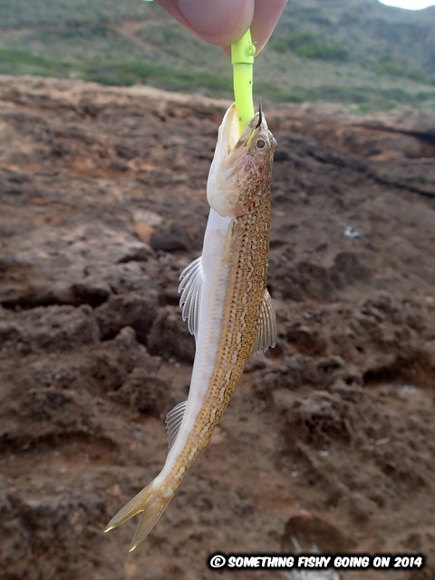 Something Fishy Going On: Species hunting adventures on Menorca : Part 1.