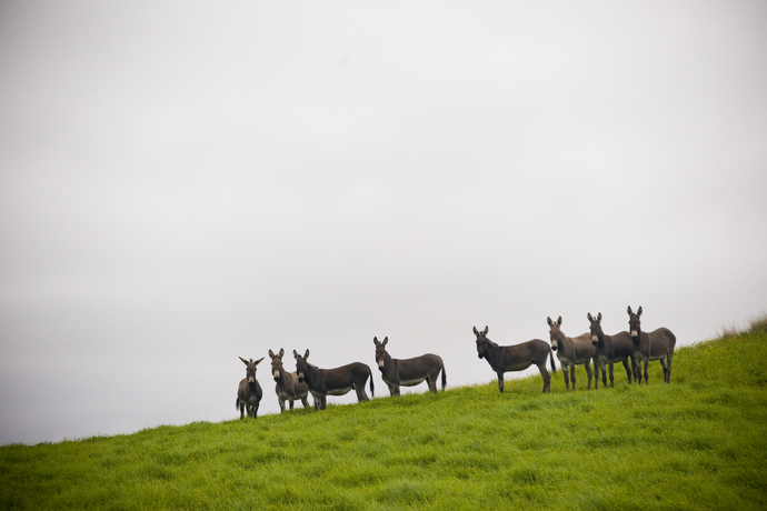 Elyse Butler Mallams - Hawaii Photographer: Saving the Kona ...