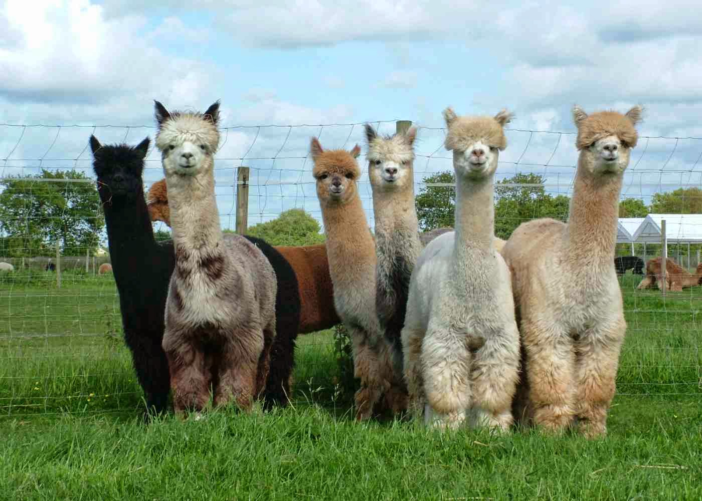 Lamy nasi przyjaciele: Wystawa alpak w Warszawie!