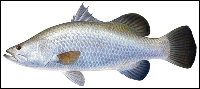 allaquarium: ปลากะพงขาวมีชื่อวิทยาศาสตร์ (Scientific name) ว่า Lates ...