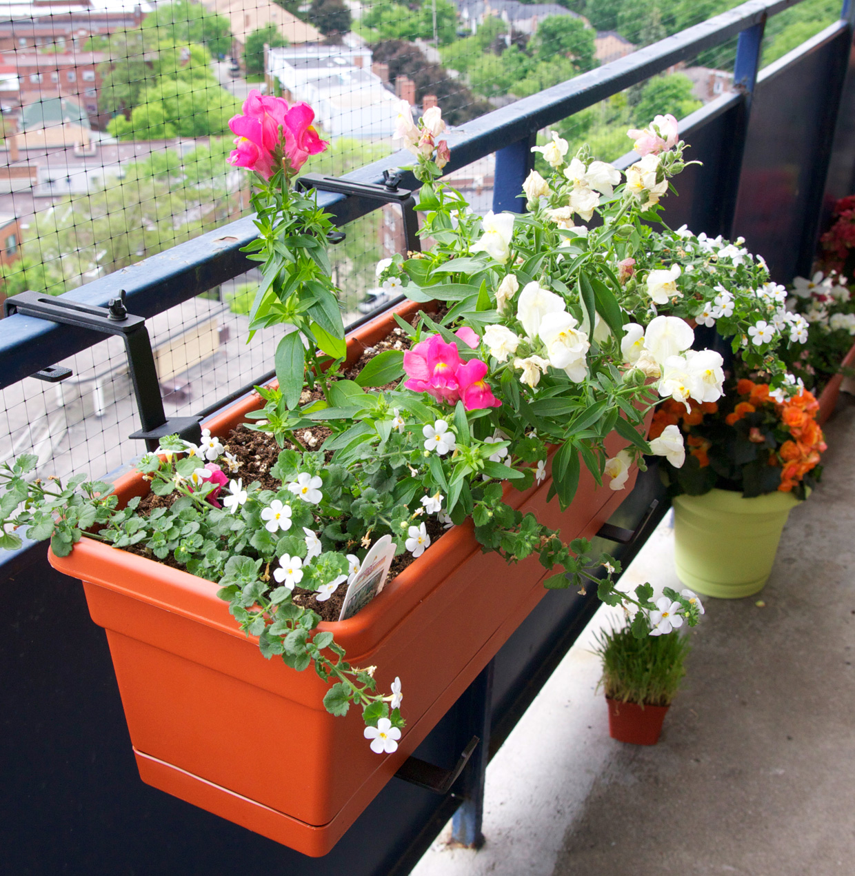 Toronto Balcony Gardening: A Profusion of Snapdragons!
