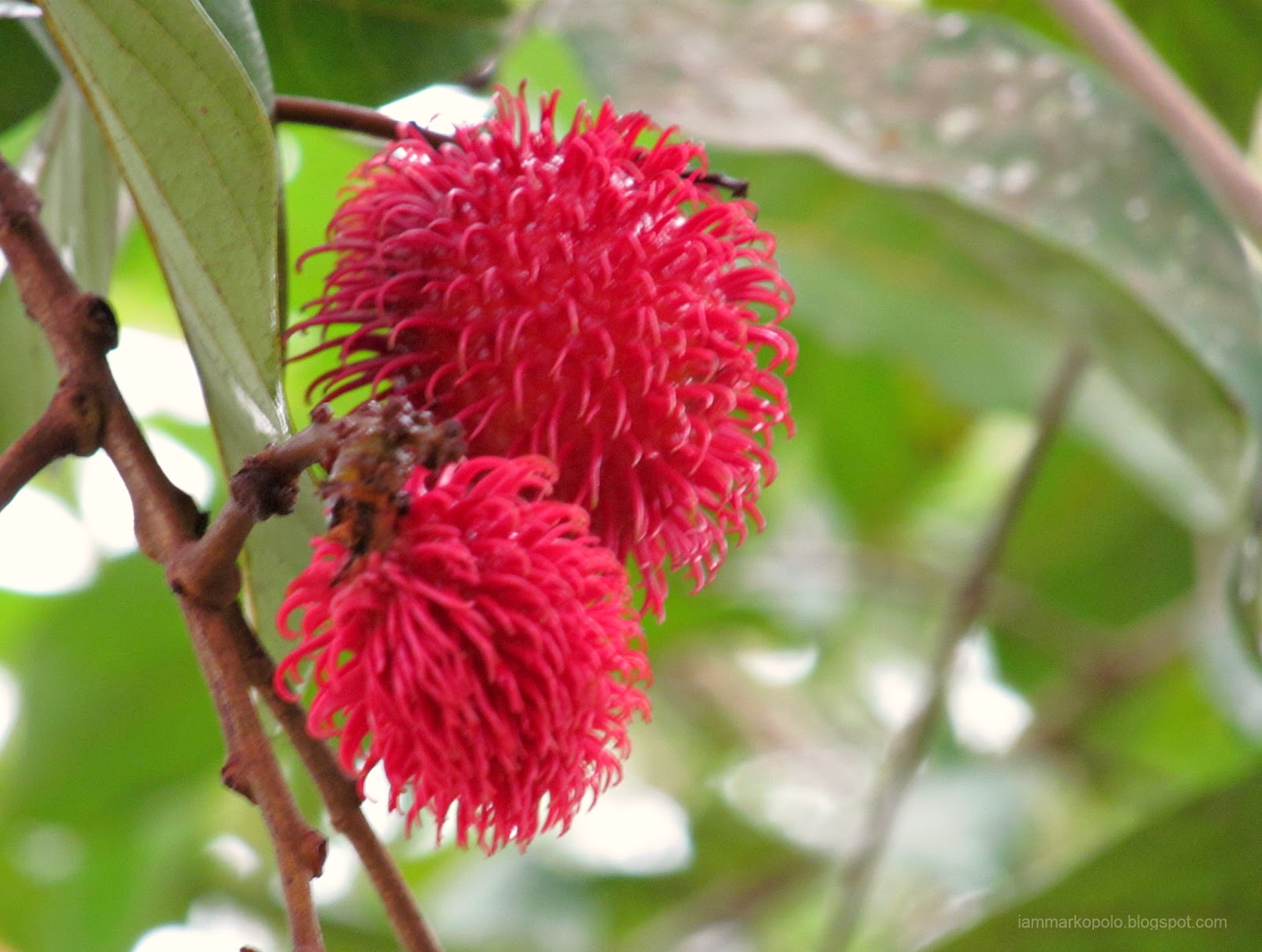 graveyard of thoughts and images: rambutan: an exotic fruit