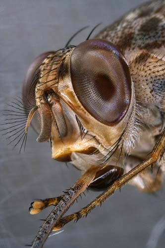 The New York Times Crossword in Gothic: June 2014
