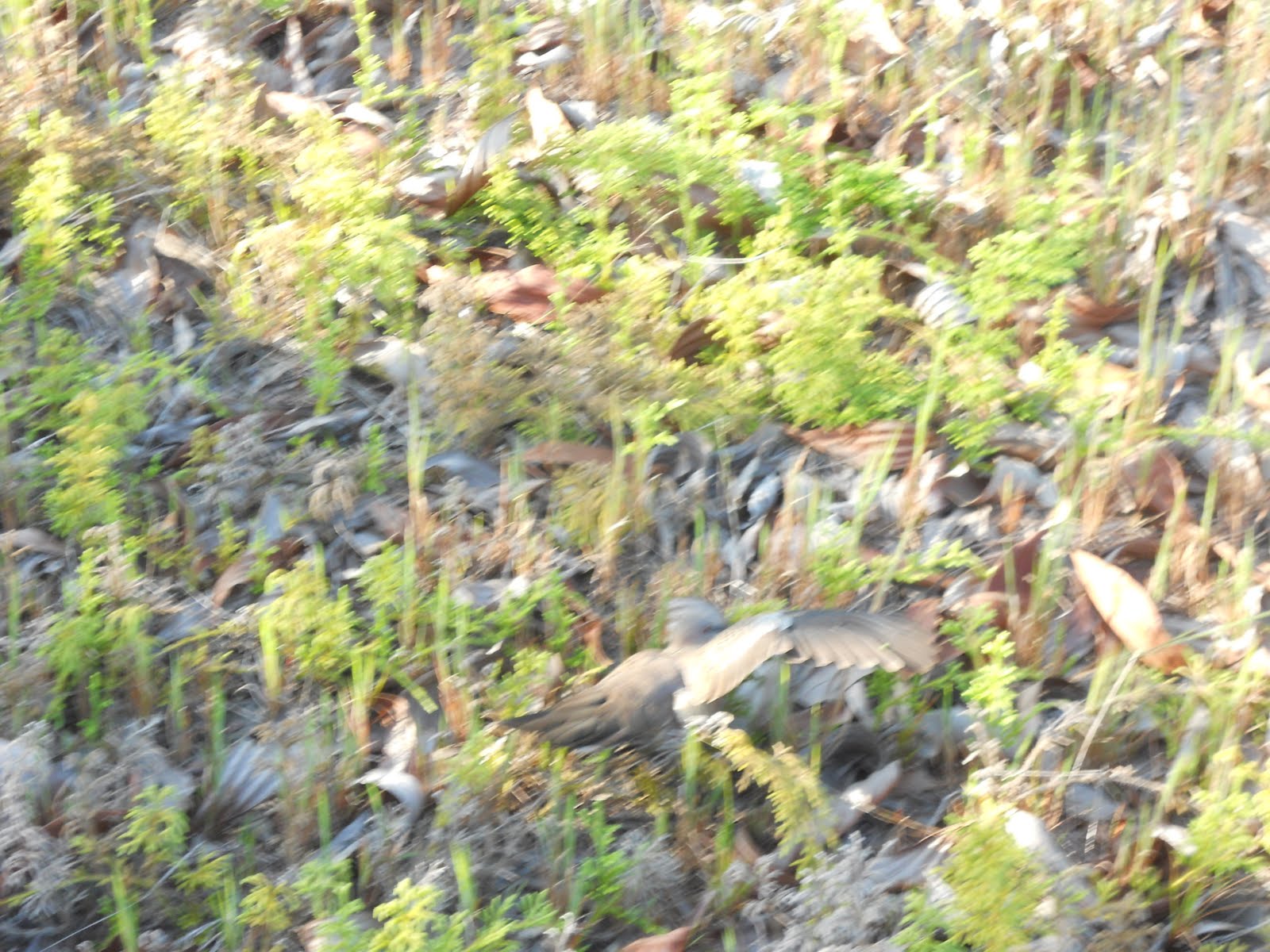 merbuk n tekukur: merbuk : Gangster Lencongan Timur Kena Tahan...