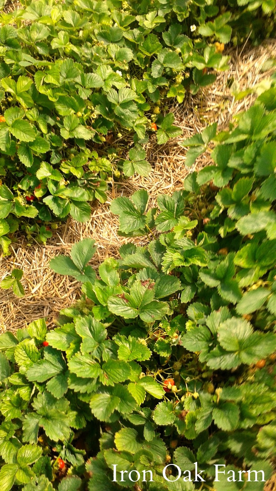 Iron Oak Farm: Skirts in the Strawberry Patch