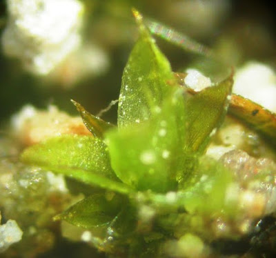 Variety of Life: Pottiaceae