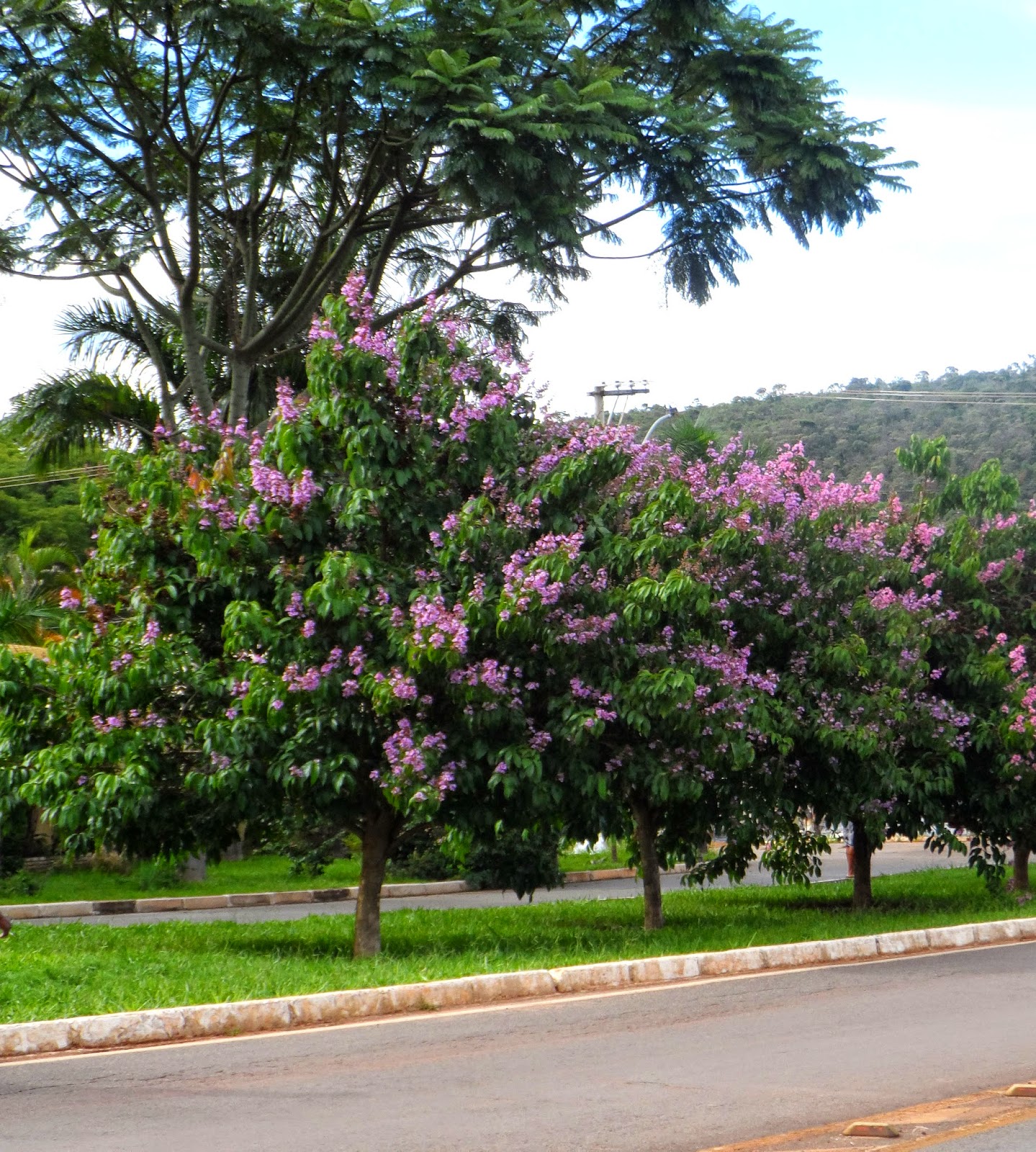 Resedá-gigante {Lagerstroemia speciosa (L.) Pers.} | A planta da vez