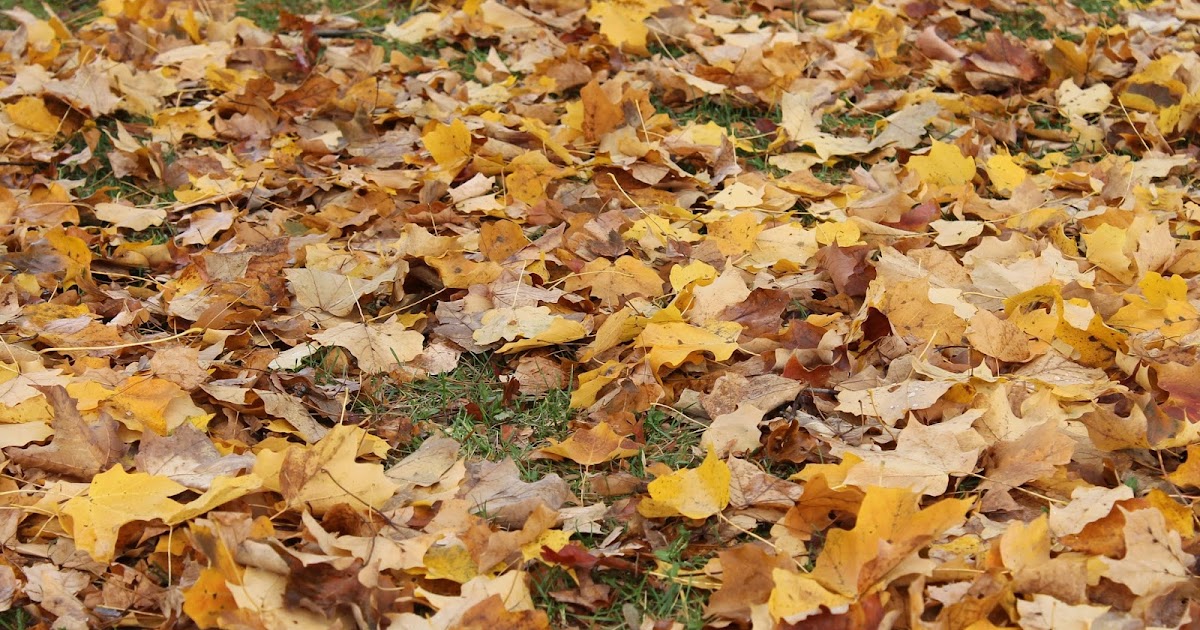 10 Things You Must Do Before Fall Is Over (Fall Activity Guide) | The ...