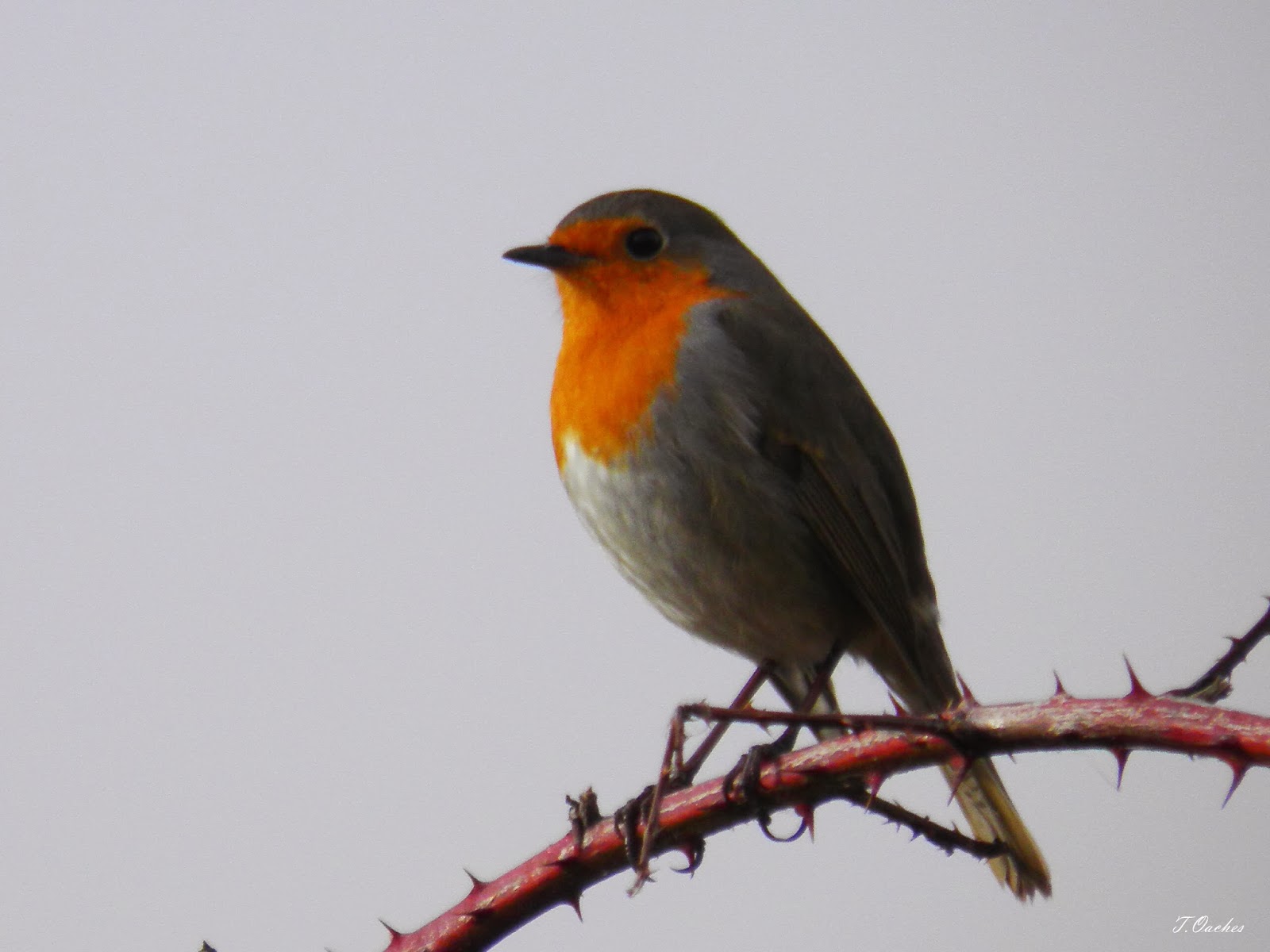 PASARI DIN ROMANIA: MACALEANDRU, Erithacus rubecula