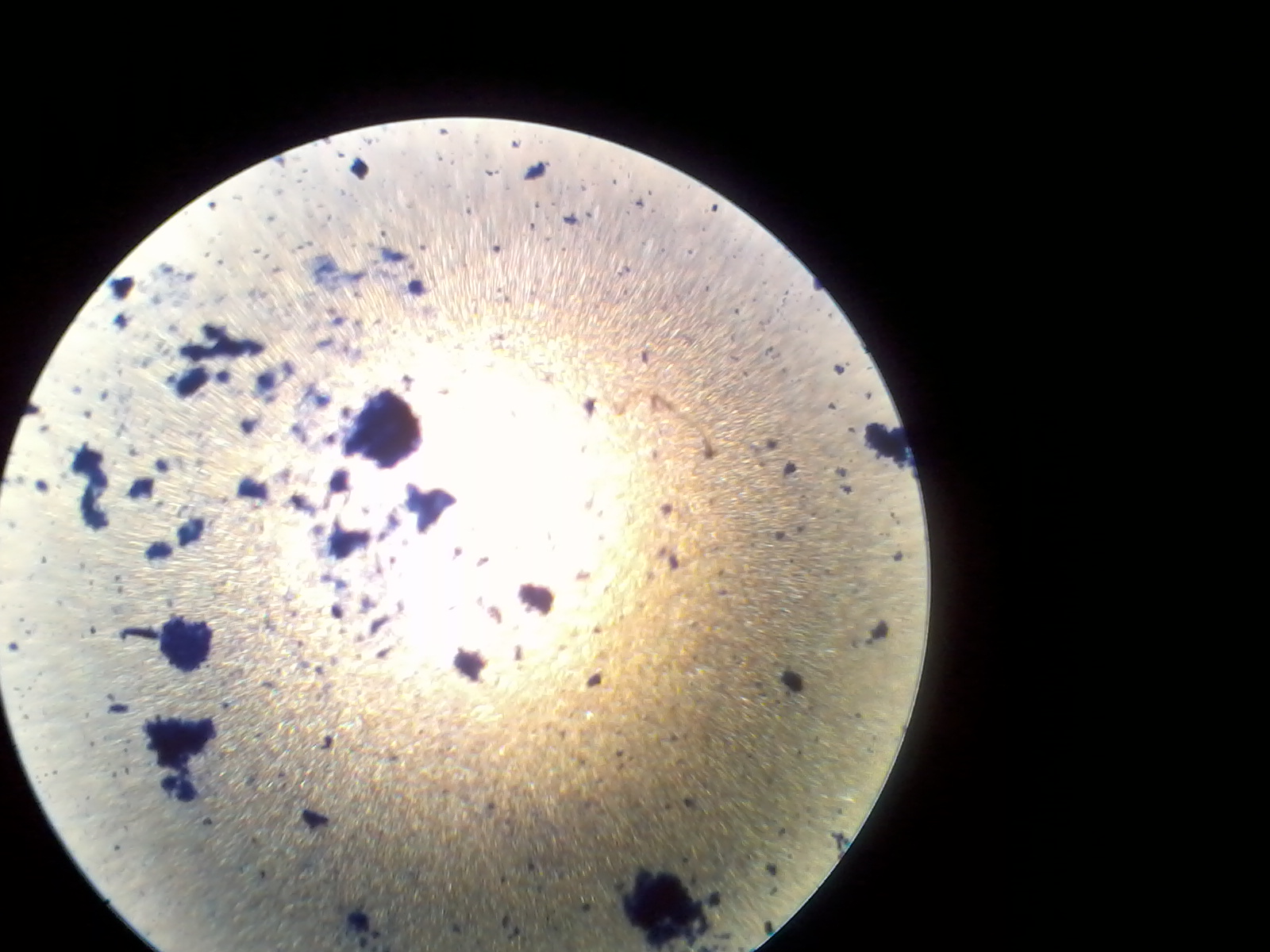quimica1: OBSERVACIÓN DE BULGAROS DE LECHE Y LEVADURA