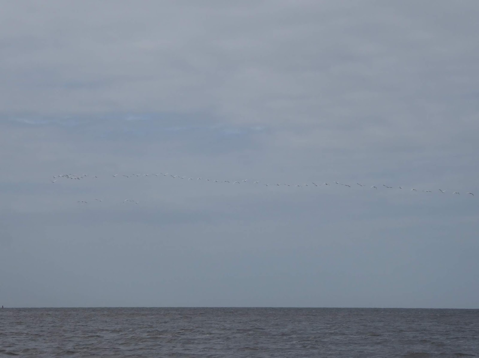 Heysham Bird Observatory: Osprey