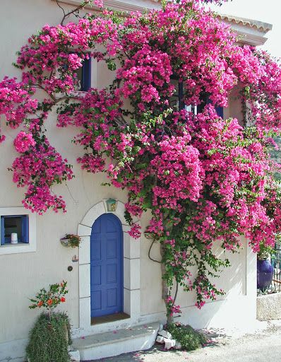 Big, Bold Bougainvilleas