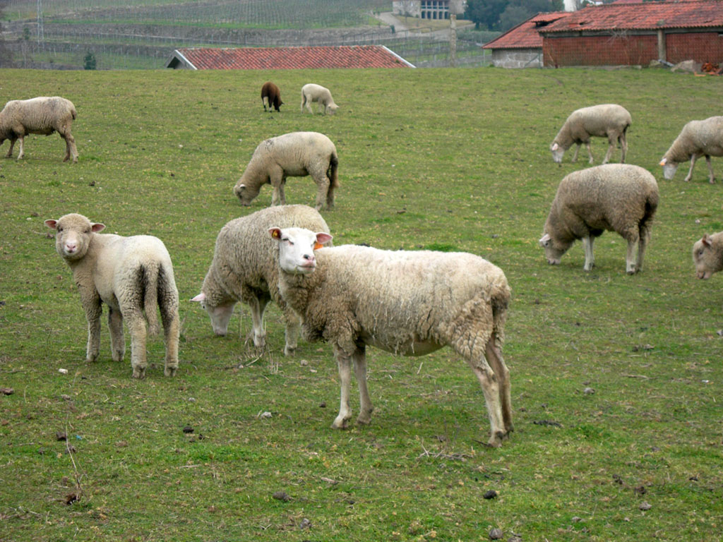 Sheep farm ~ :: photo stock | photos you can use for free