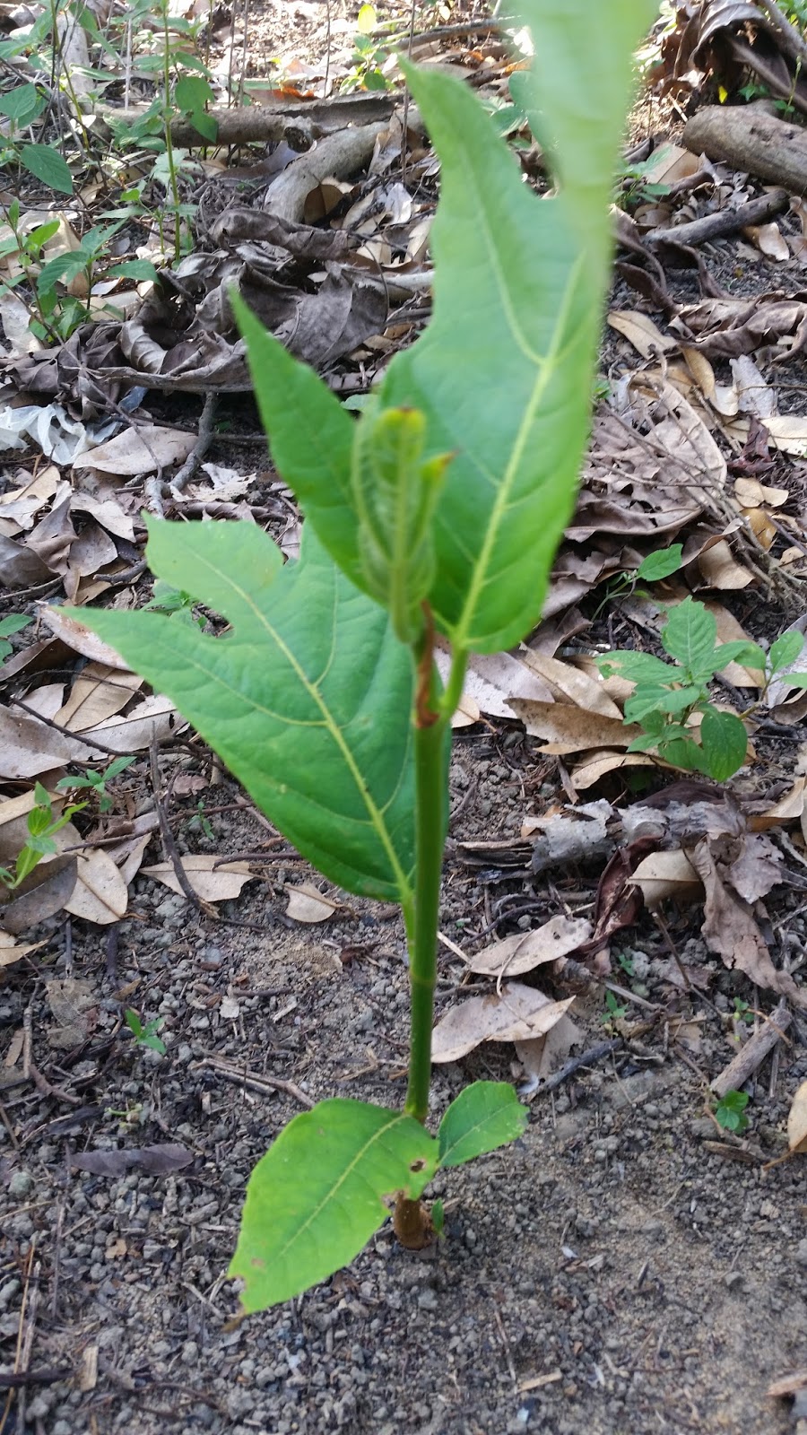 Warisan Petani: Pokok Sukun
