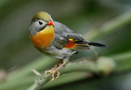 Mengenal dan mengenang burung Robin - Cara Cepat Kicau