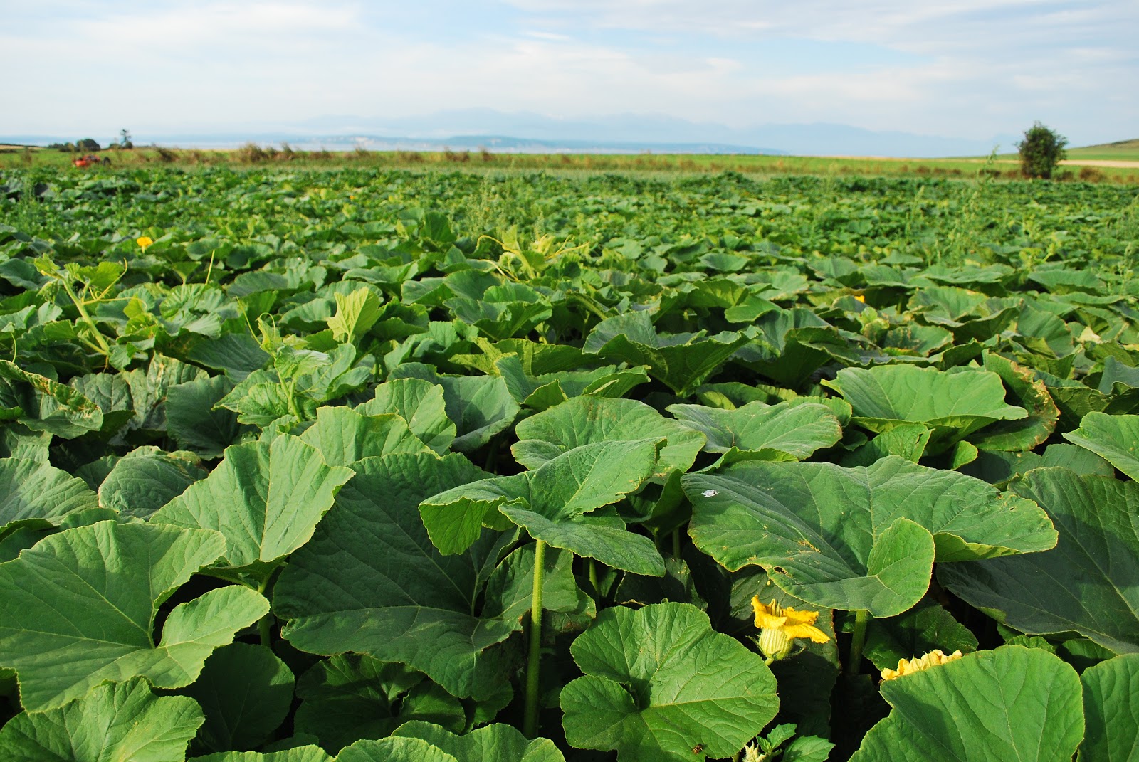 Little Farm on Ebey Prairie: October 2012