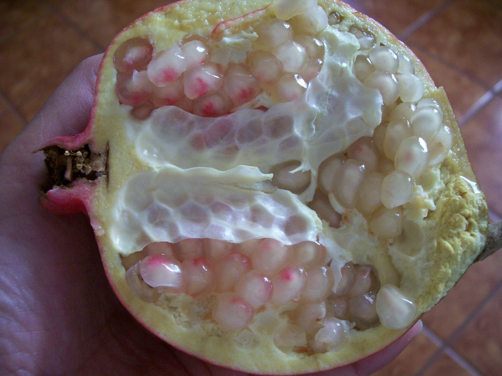 Uma semente por dia: Pé de romã: o primeiro fruto (parte 2)