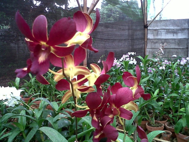 Cara Memilih Bibit Anggrek Yang Sesuai Dengan Keinginan dan Bagus ...