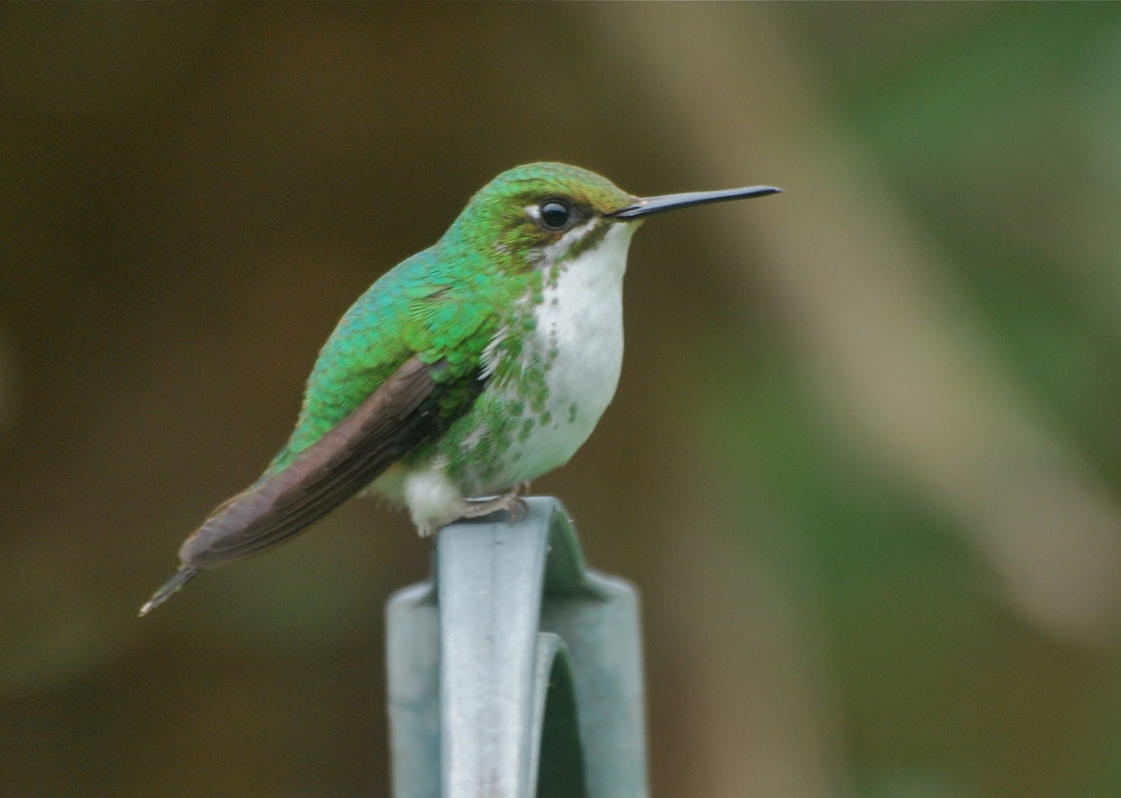 Jan Axel's Blog: More of Ecuador's hummingbirds!