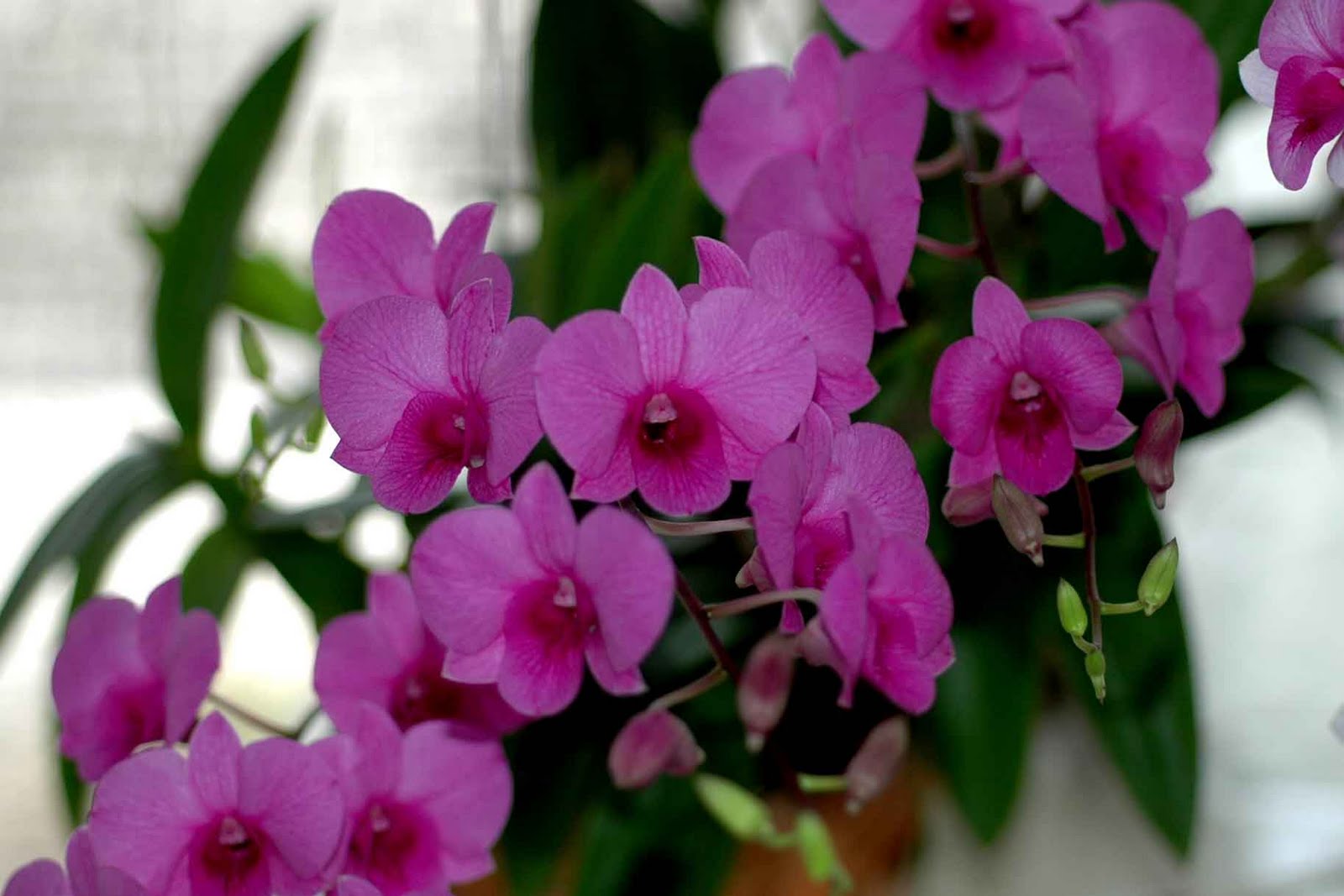 Perak Orchid Society