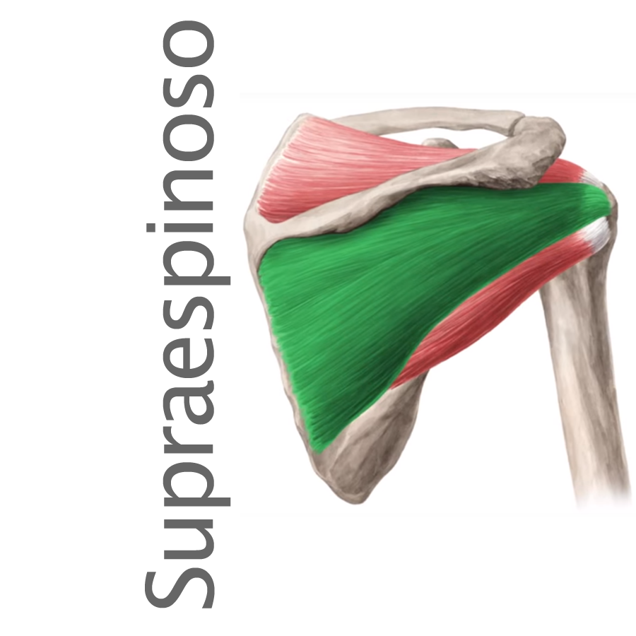 Músculos del hombro y brazo