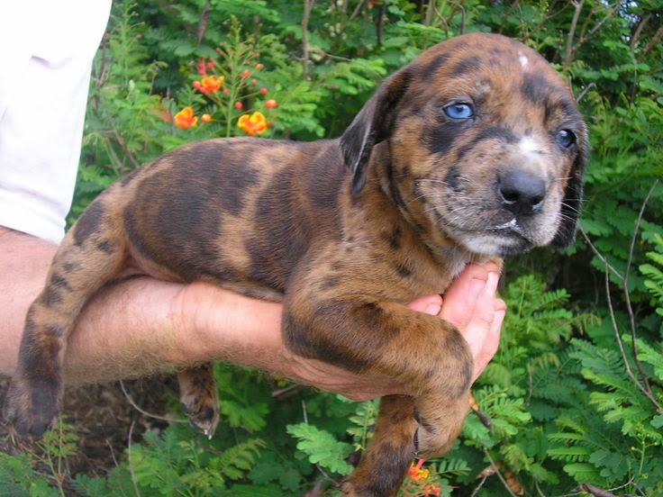 Catahoula Dog Puppies | Pinterest