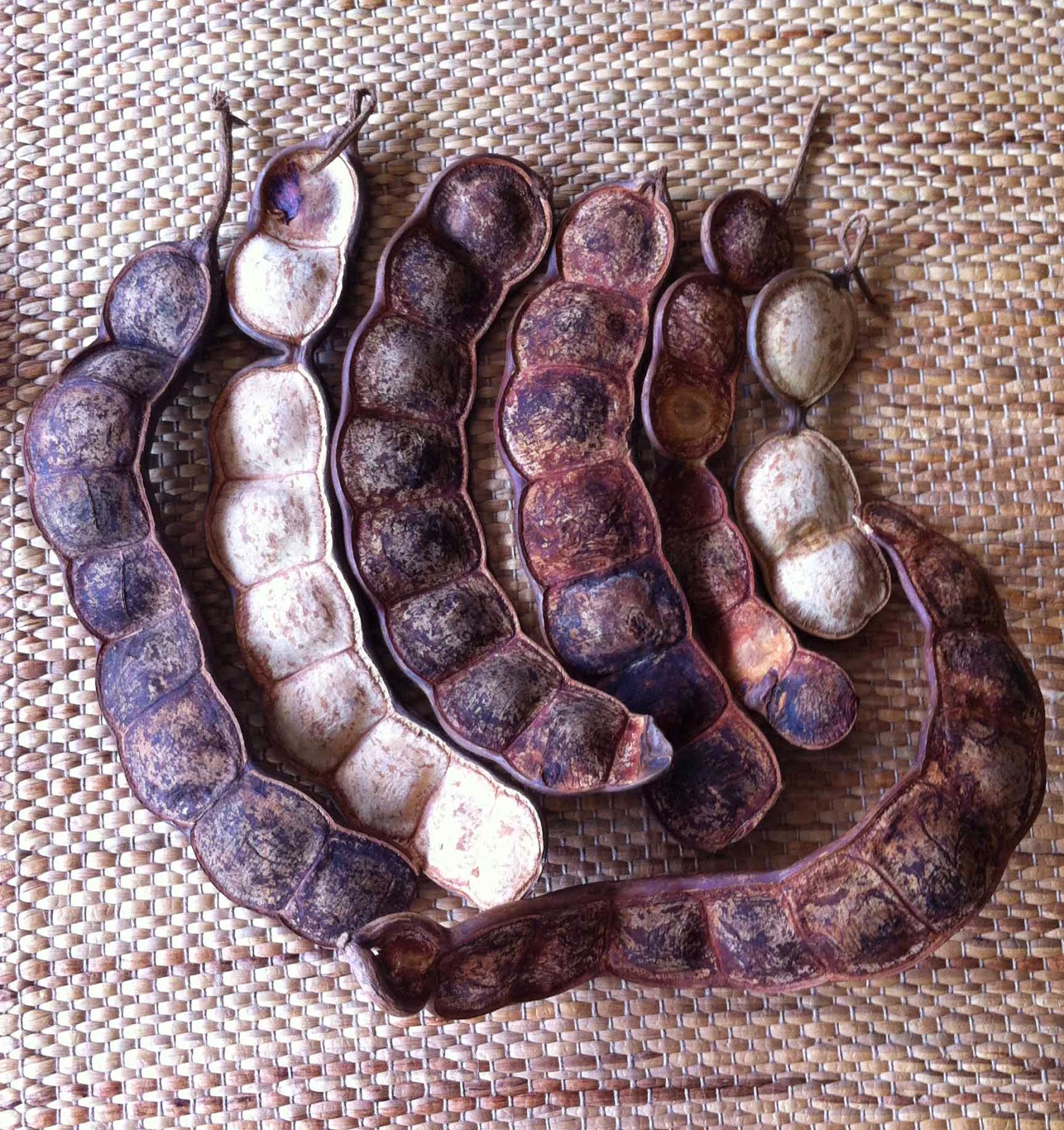 Vintage/Antique Native S. Thailand Hand-Made fish trap: ENTADA RHEEDII ...