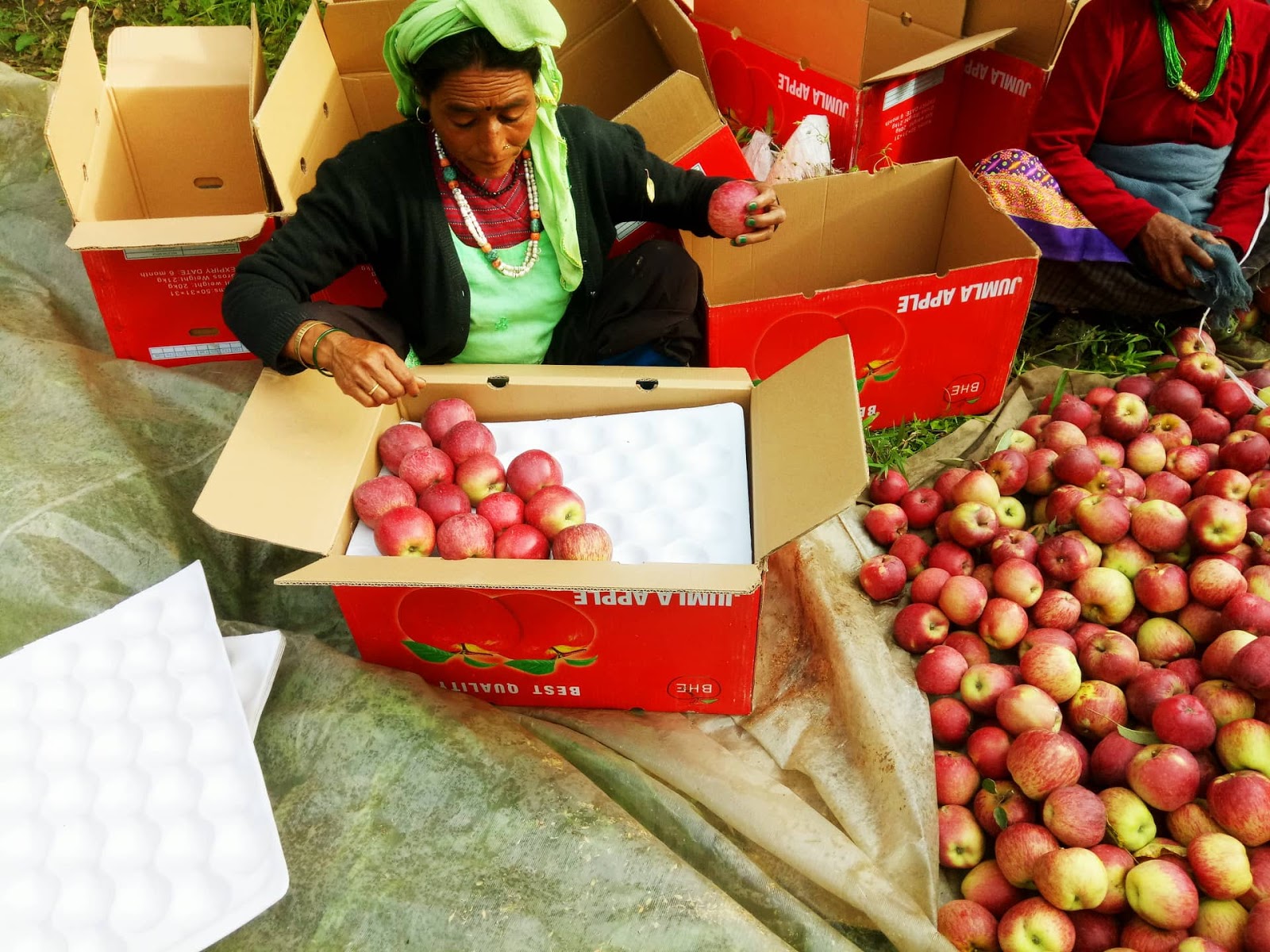 Apple Garden in Jumla,Nepal