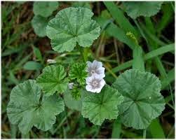 Pulitissima: LA MALVA