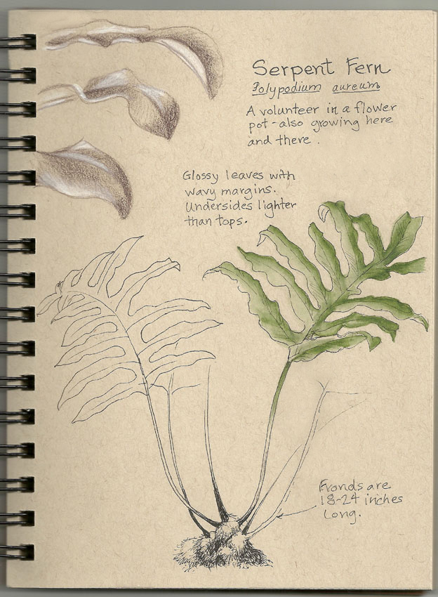 A Nature Art Journal: A fondness for ferns