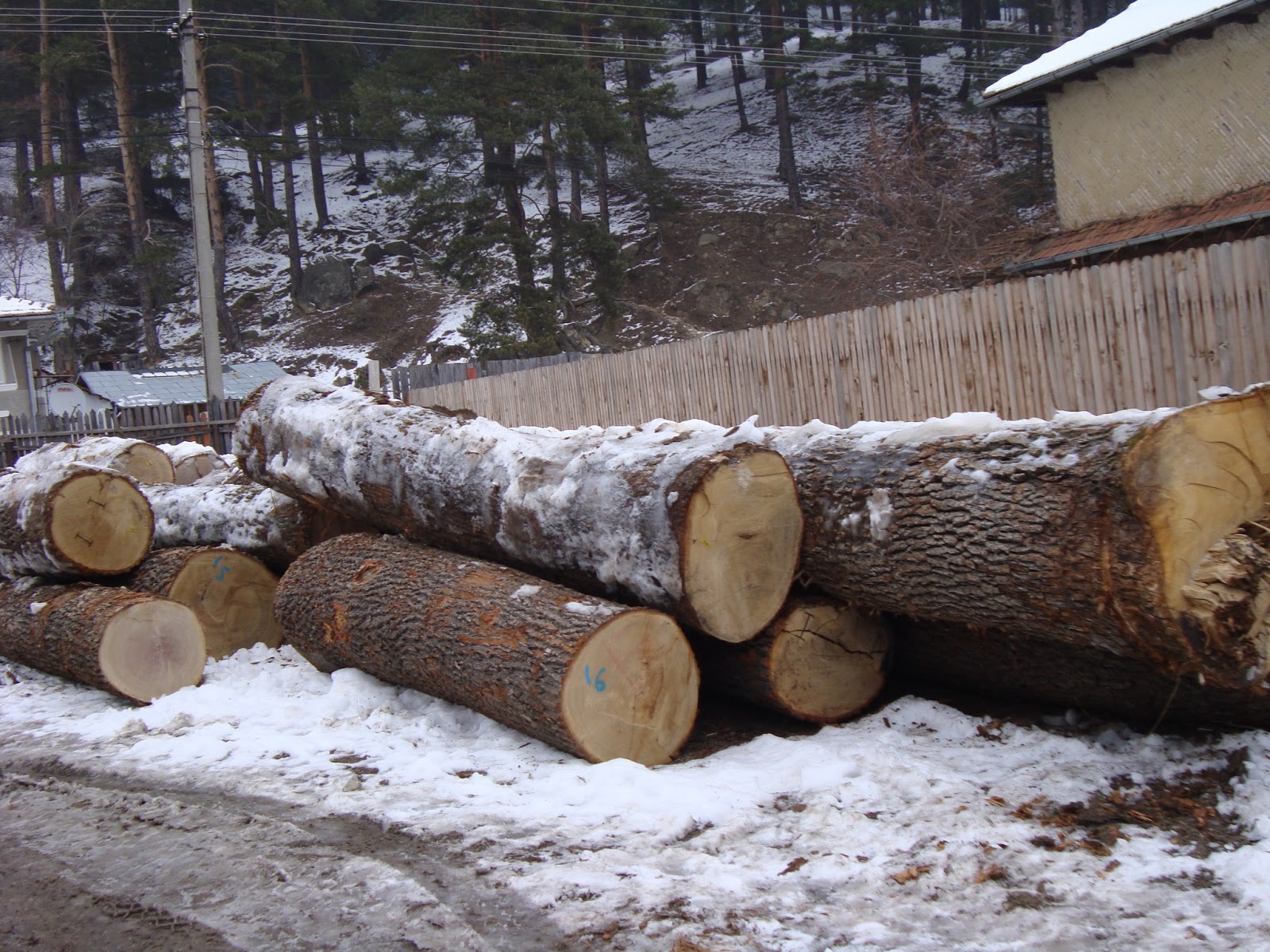 Hanganu Forest: STEJAR FURNIR