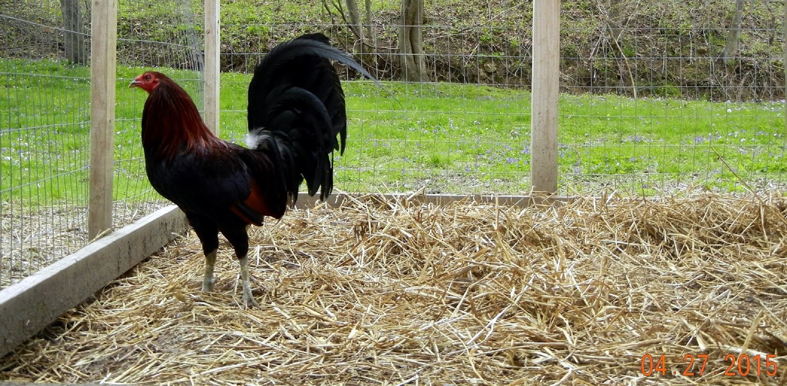 High Noon Game Farm" .....................