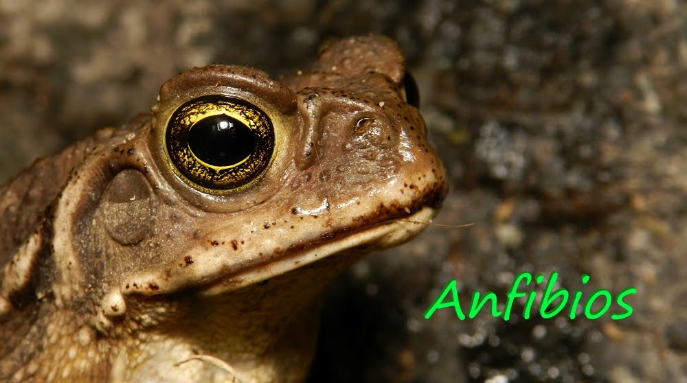 1000+ images about anfibios on Pinterest | Salamanders, Frogs and Snakes