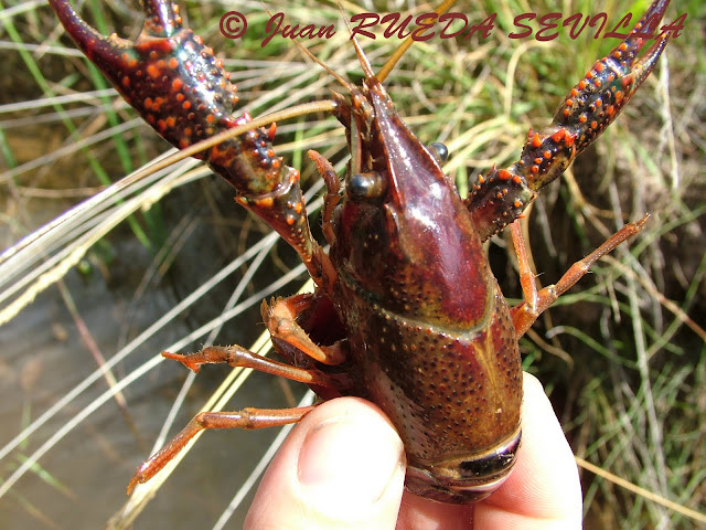 Macroinvertebrados acuáticos: Especie Exótica Invasora sobre Especie ...