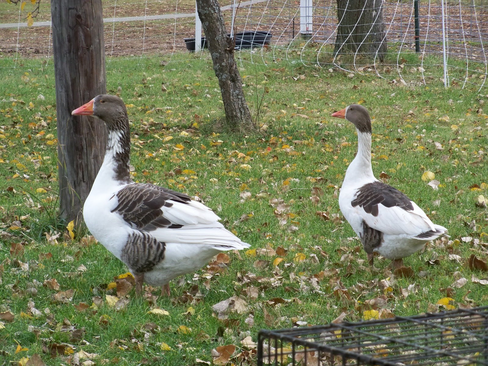 Wheely Wooly Farm: Geese!
