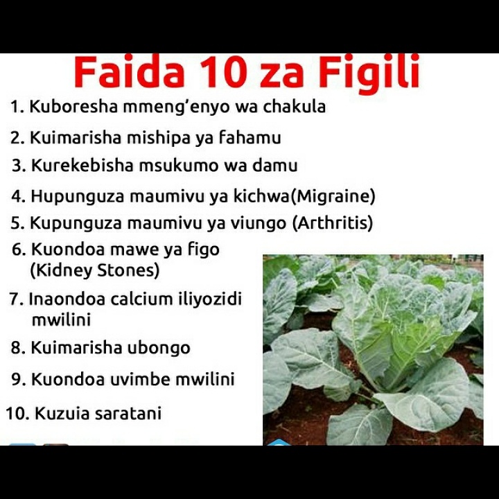 FURAHISHA_GOSPEL: FAIDA ZA MATUNDA MBALIMBALI MWILINI