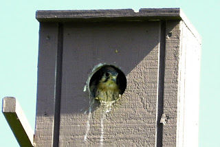 Free Garbage Can Storage Shed Plans: Mourning Dove Nesting Box Plans ...