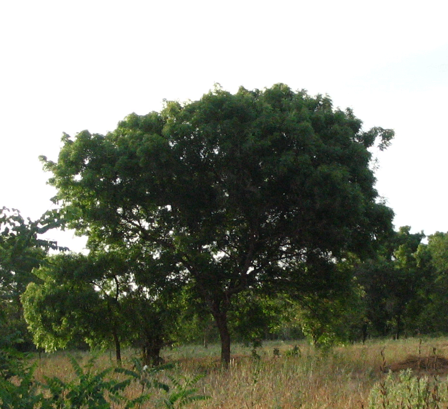 Research Studies on Forest Management in Sri Lanka: NeemLife ...