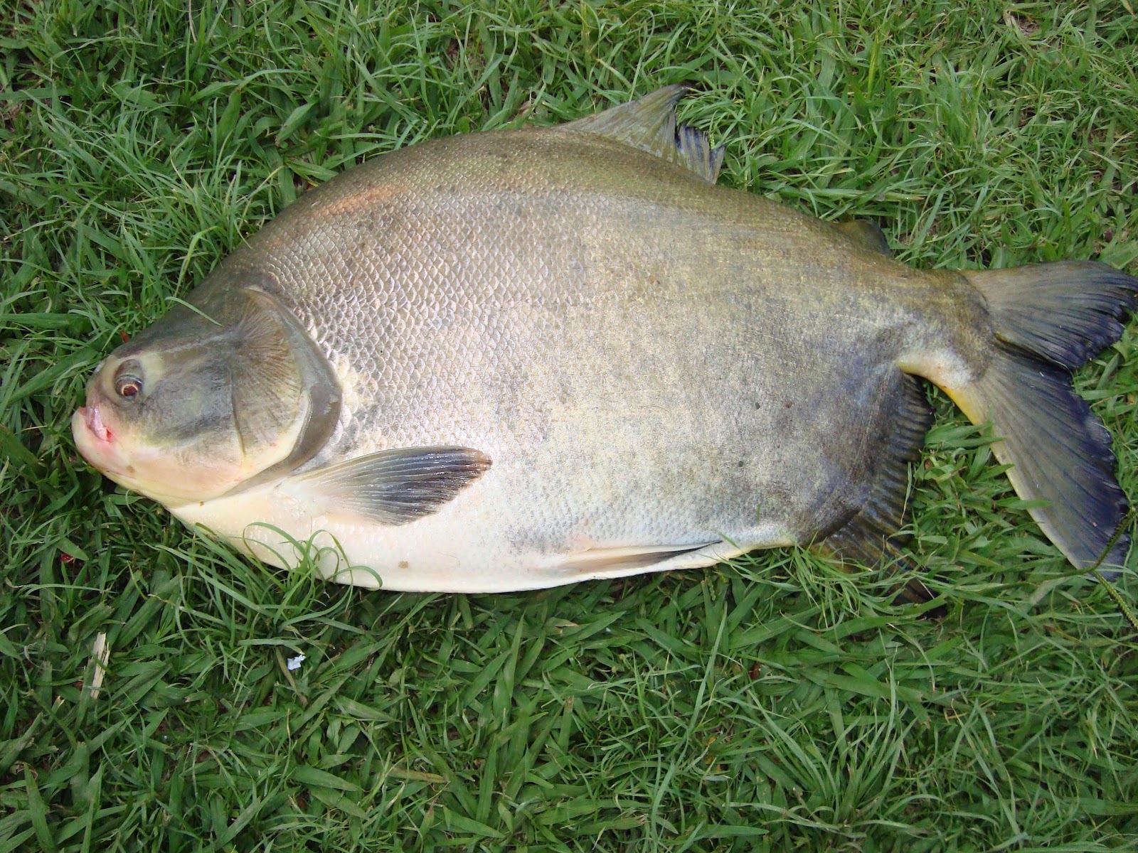 Nene Oliani: PACU, REI DOS PESQUEIROS