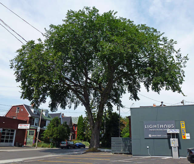 Occasional Toronto: A Downtown Elm Tree