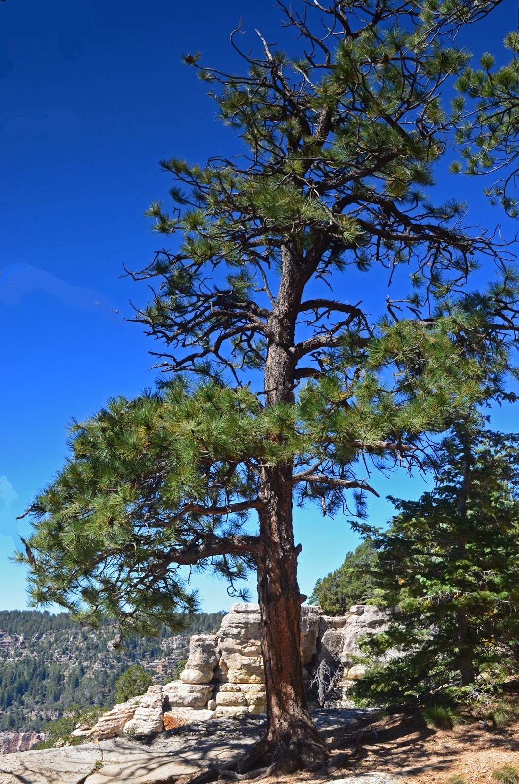 Through The Looking Glass: Grand Canyon: North Rim